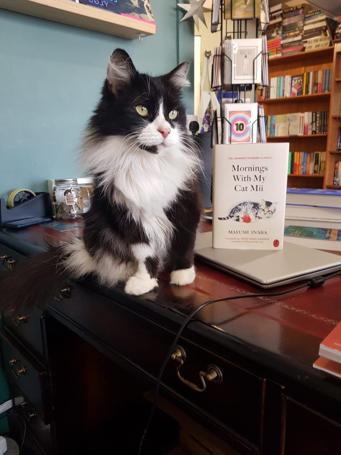 The Curious Cat Bookshop – Indie Bookshop in Cheshire England